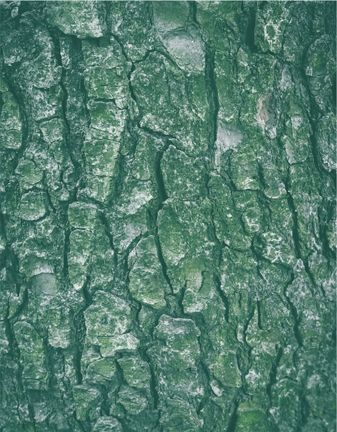 Transform Materials and Enhance Value with Lignetics Tolling Services ...